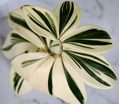 Variegated-Arabicus-Costus2